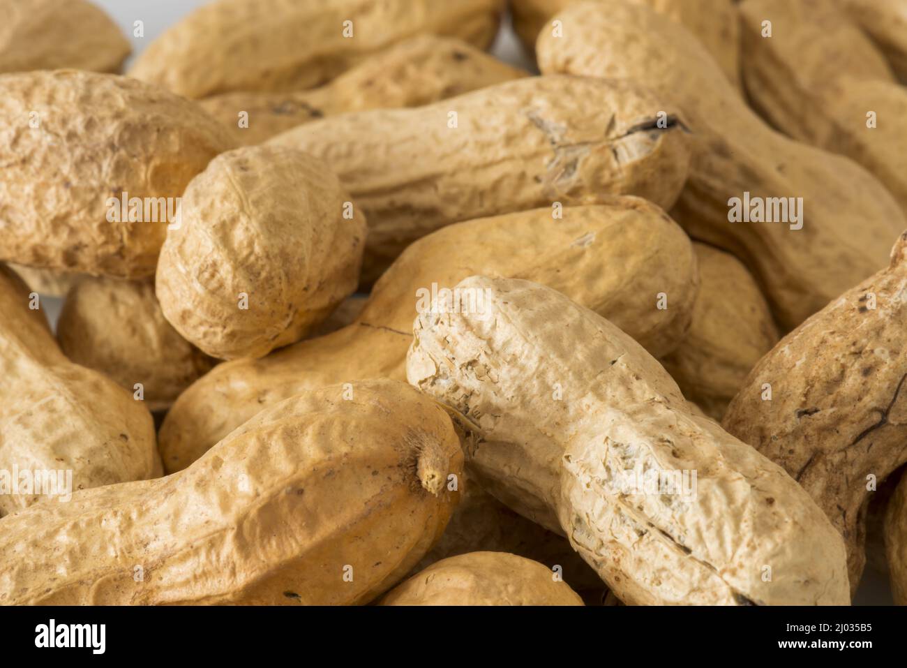 Arachidi hi-res stock photography and images - Alamy