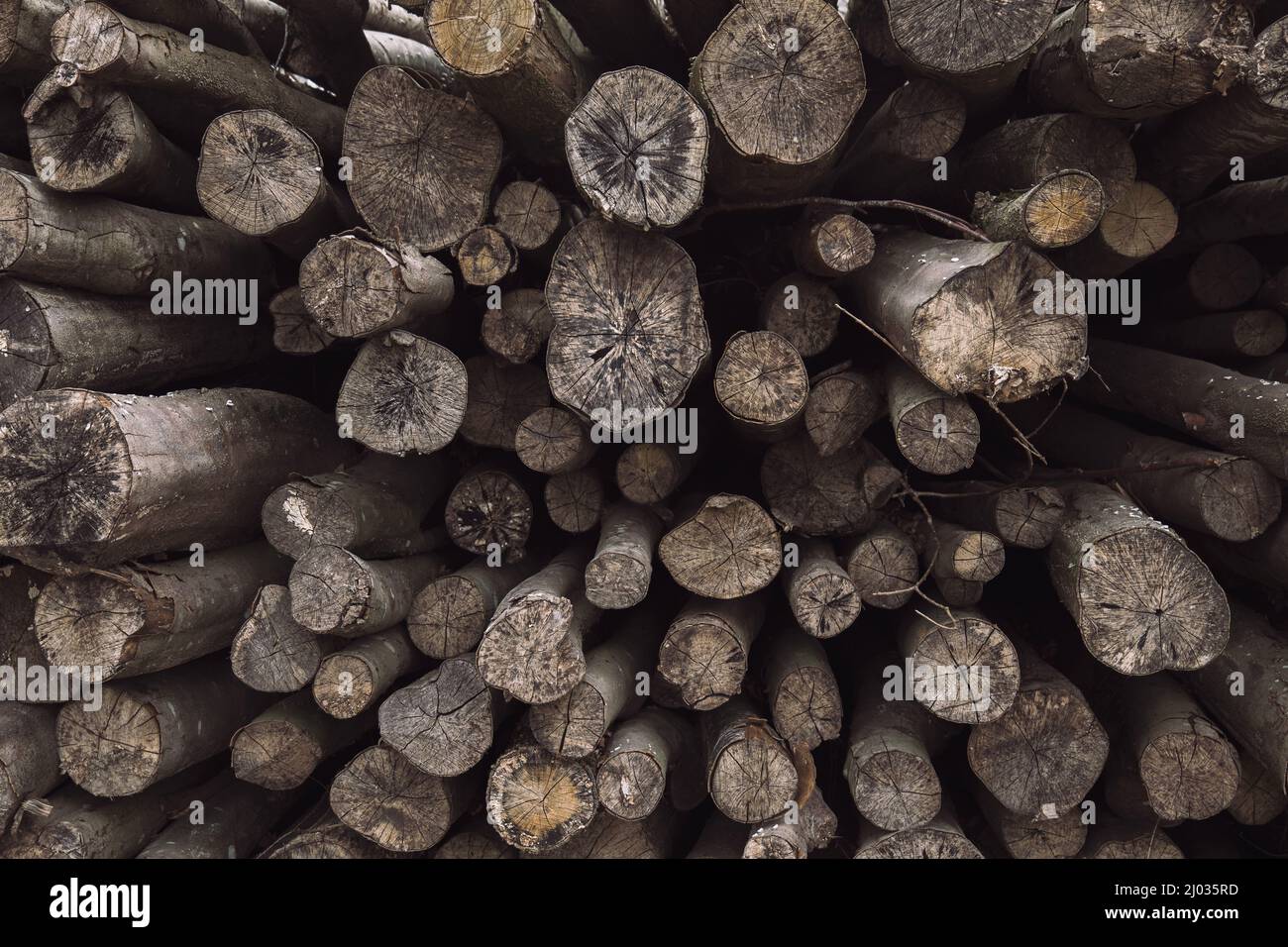 Different tree trunk hi-res stock photography and images - Alamy