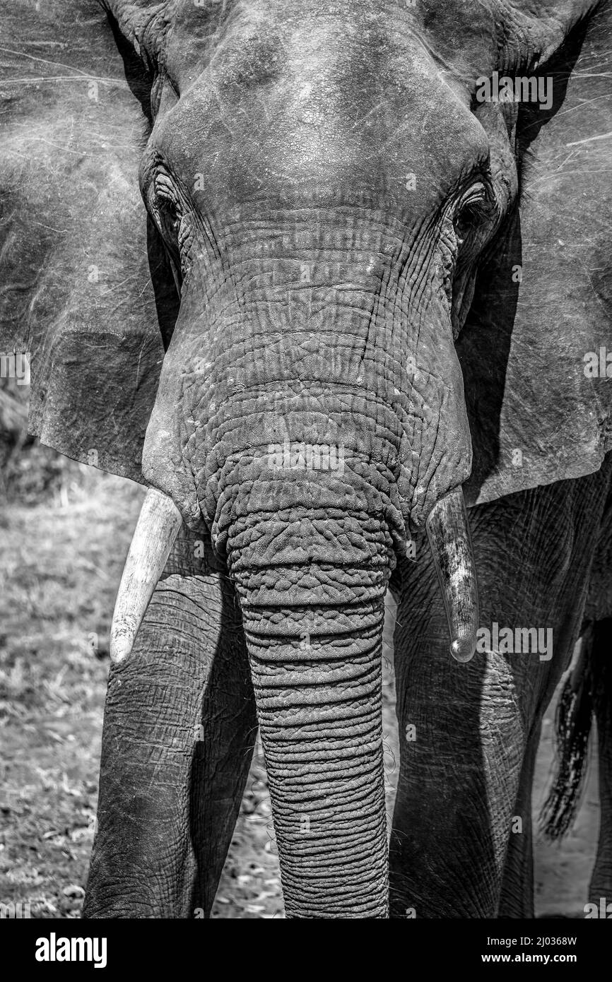 Grayscale portrait of a cute elephant in the wild, Zambia Stock Photo ...