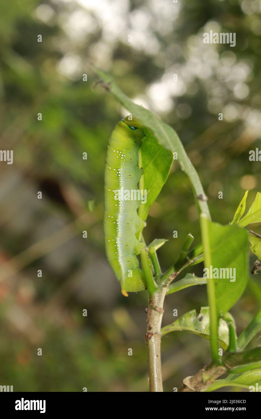 Caterpillars eat fresh leaves Stock Photo - Alamy