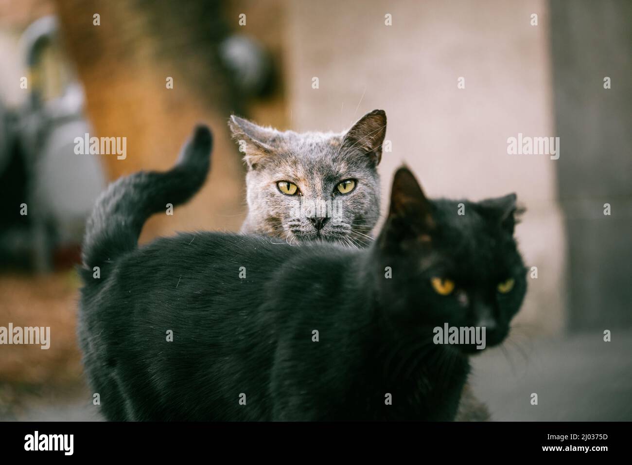 Savannah cat cats domestic hi-res stock photography and images - Alamy