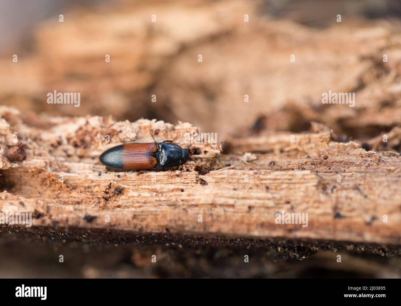 Click beetle (Ampedus balteatus) inside a rotten log Stock Photo - Alamy