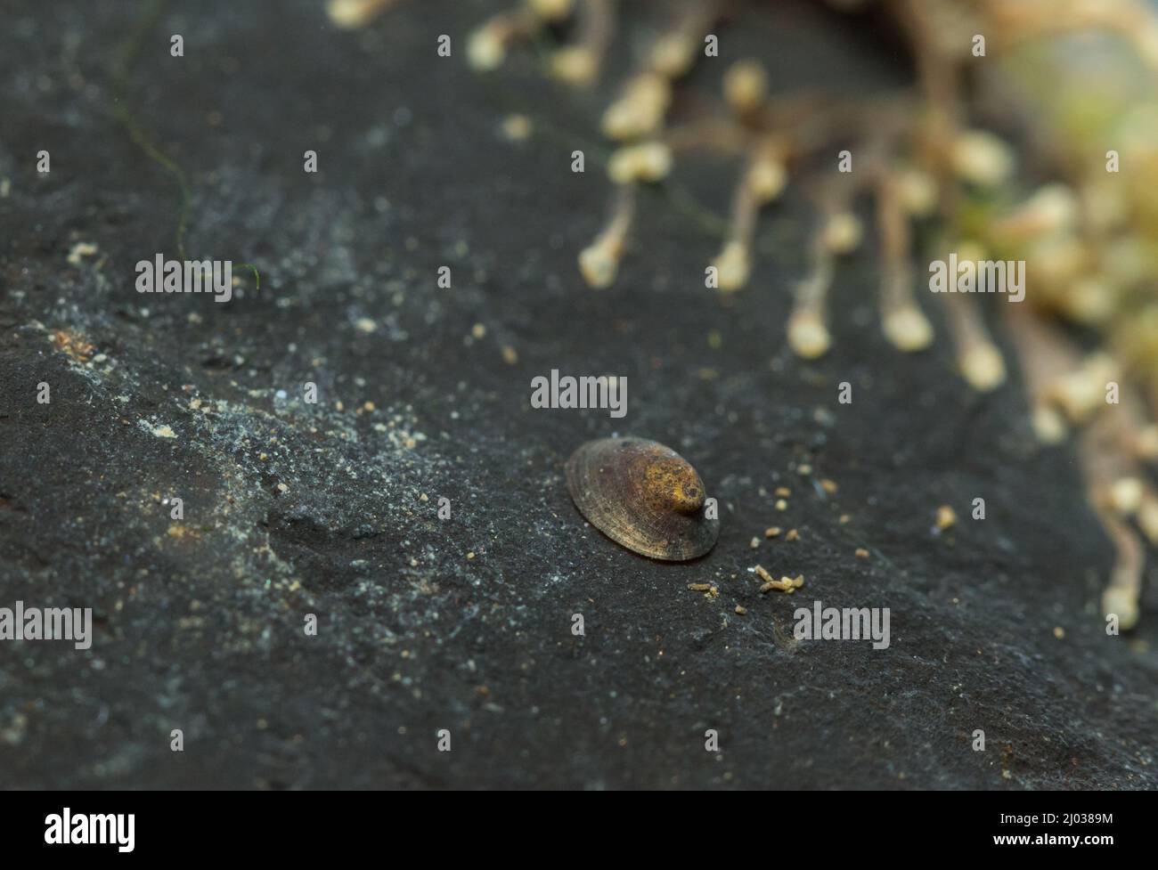 River limpet (Ancylus fluviatilis Stock Photo - Alamy
