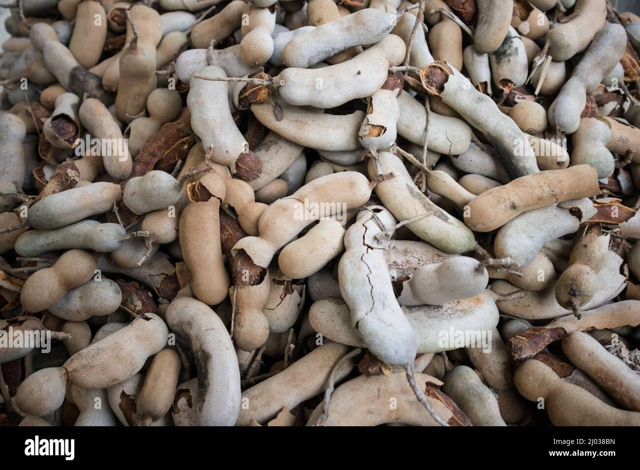 A stack of Tamarind known as Imli in India is a widely used spice ...