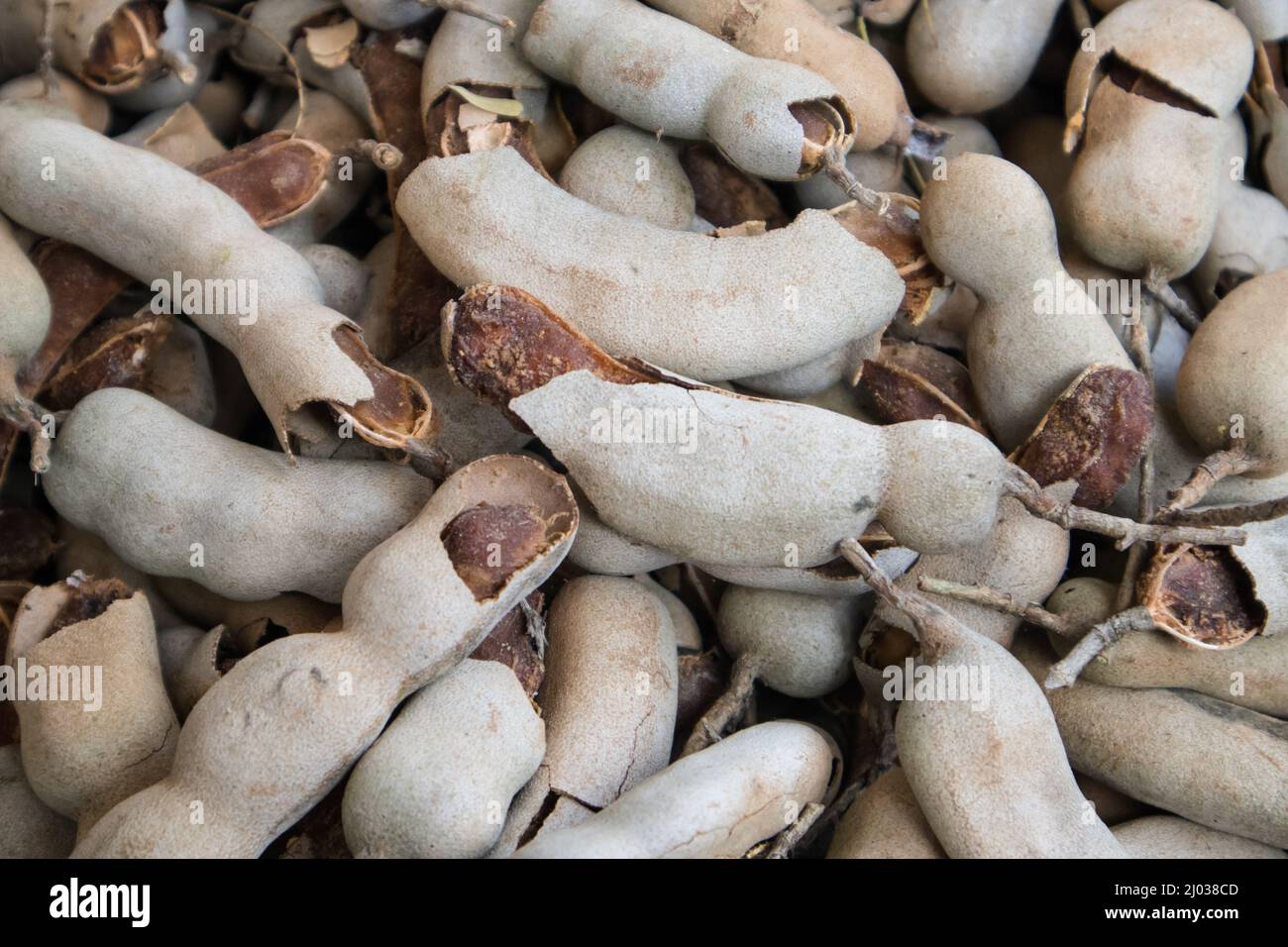 Tamarind harvested from the plant and placed in a stack Stock Photo - Alamy
