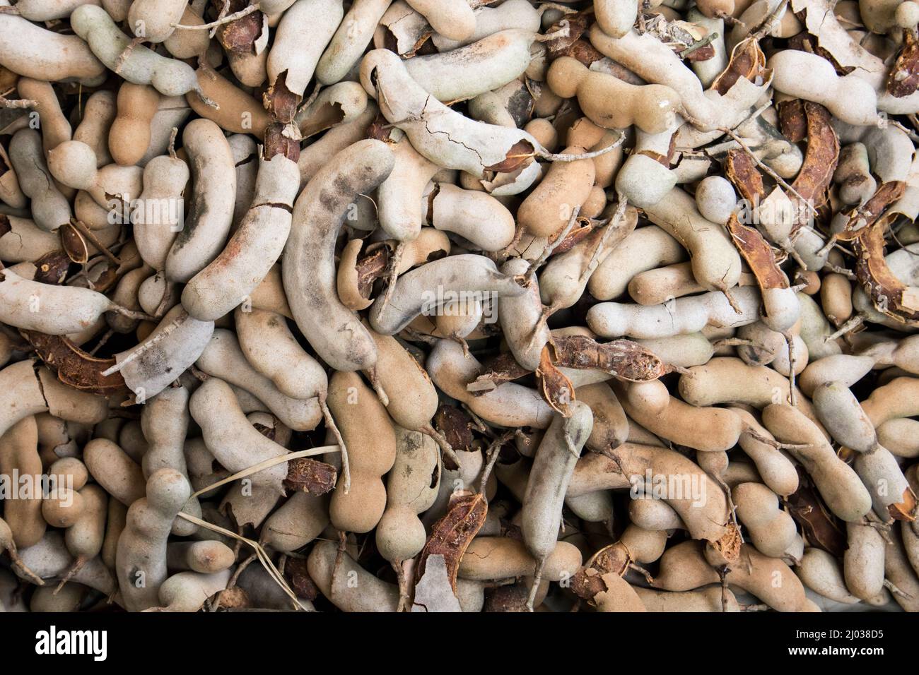 Tamarind harvested from the plant and placed in a stack Stock Photo - Alamy