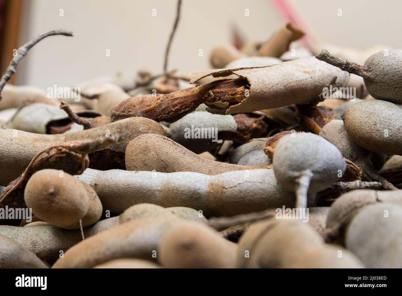 Tamarind harvested from the plant and placed in a stack Stock Photo - Alamy