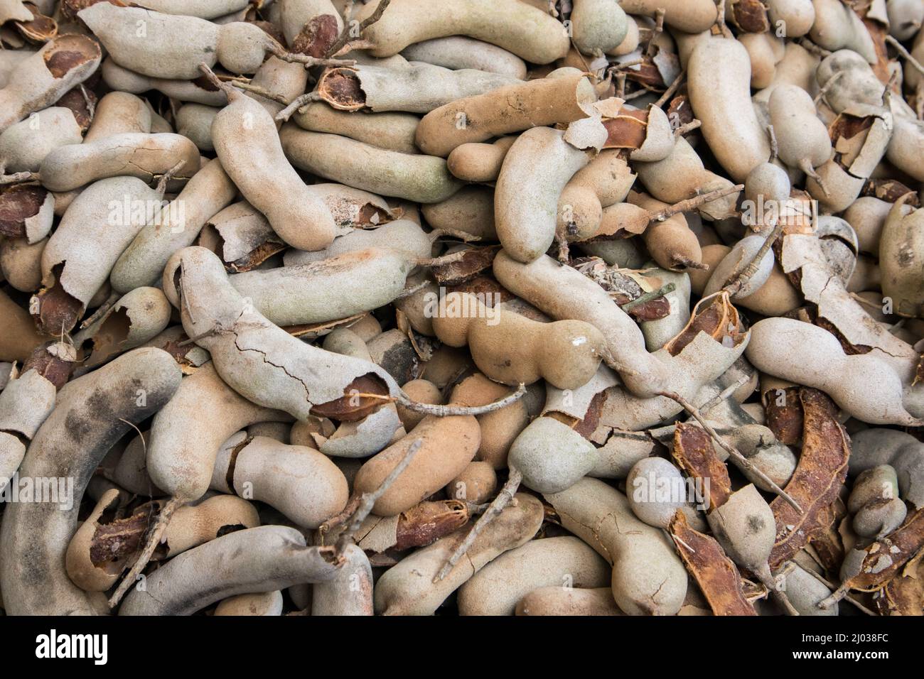 Tamarind harvested from the plant and placed in a stack Stock Photo - Alamy