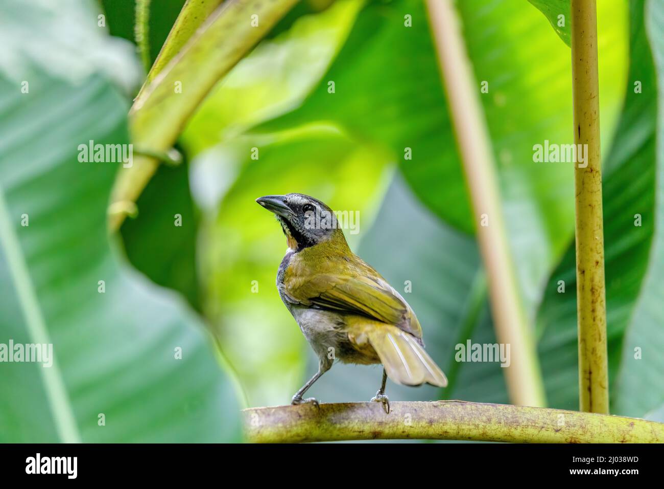 Buff-throated saltator, (Saltator maximus), exotic bird sitting on the ...