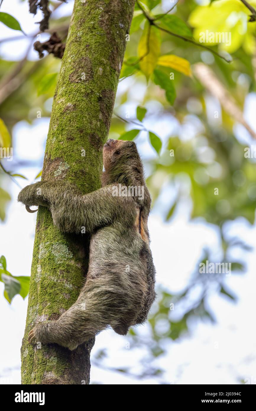 Pale-throated sloth (Bradypus tridactylus) climbing to top of the tree ...