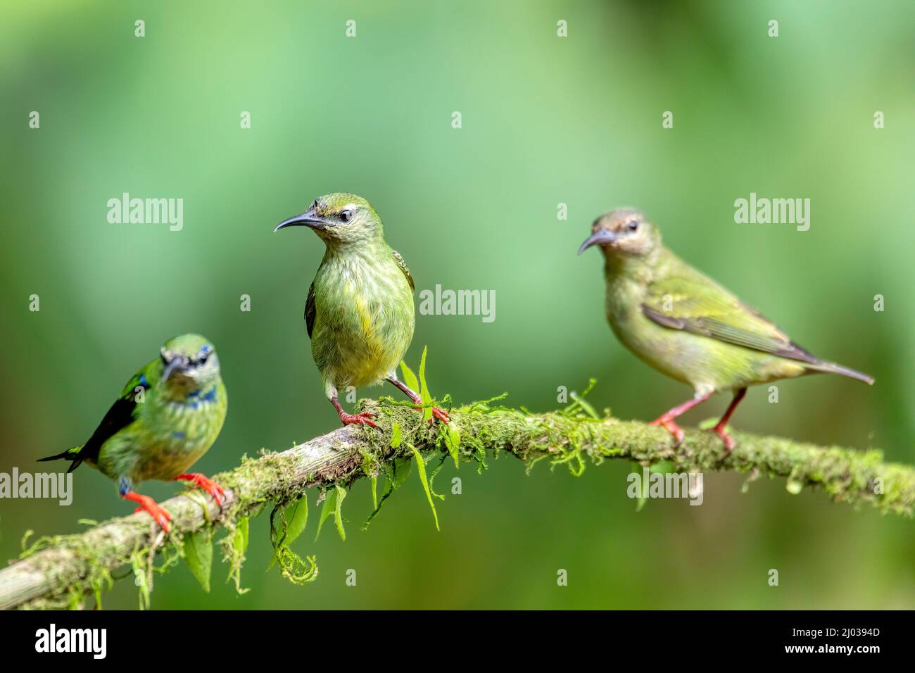 Female of bird Red-legged honeycreeper (Cyanerpes cyaneus), La Fortuna ...