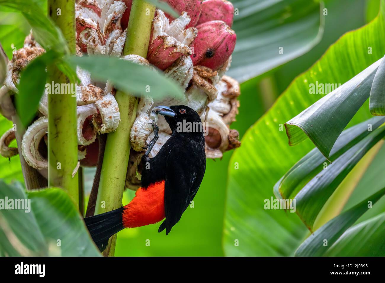 Black and red bird Scarlet-rumped tanager (Ramphocelus passerinii ...