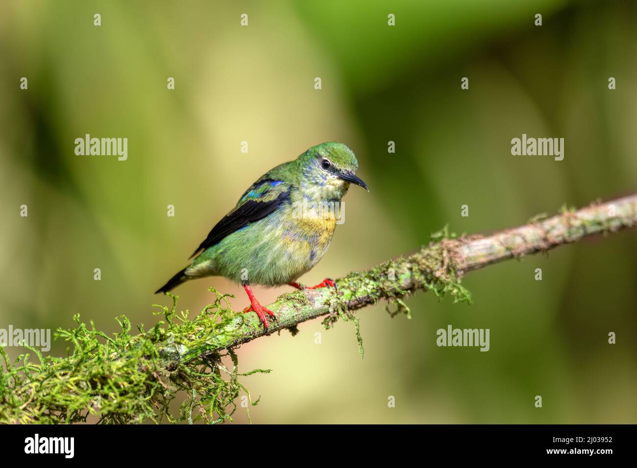 Female of bird Red-legged honeycreeper (Cyanerpes cyaneus), La Fortuna ...