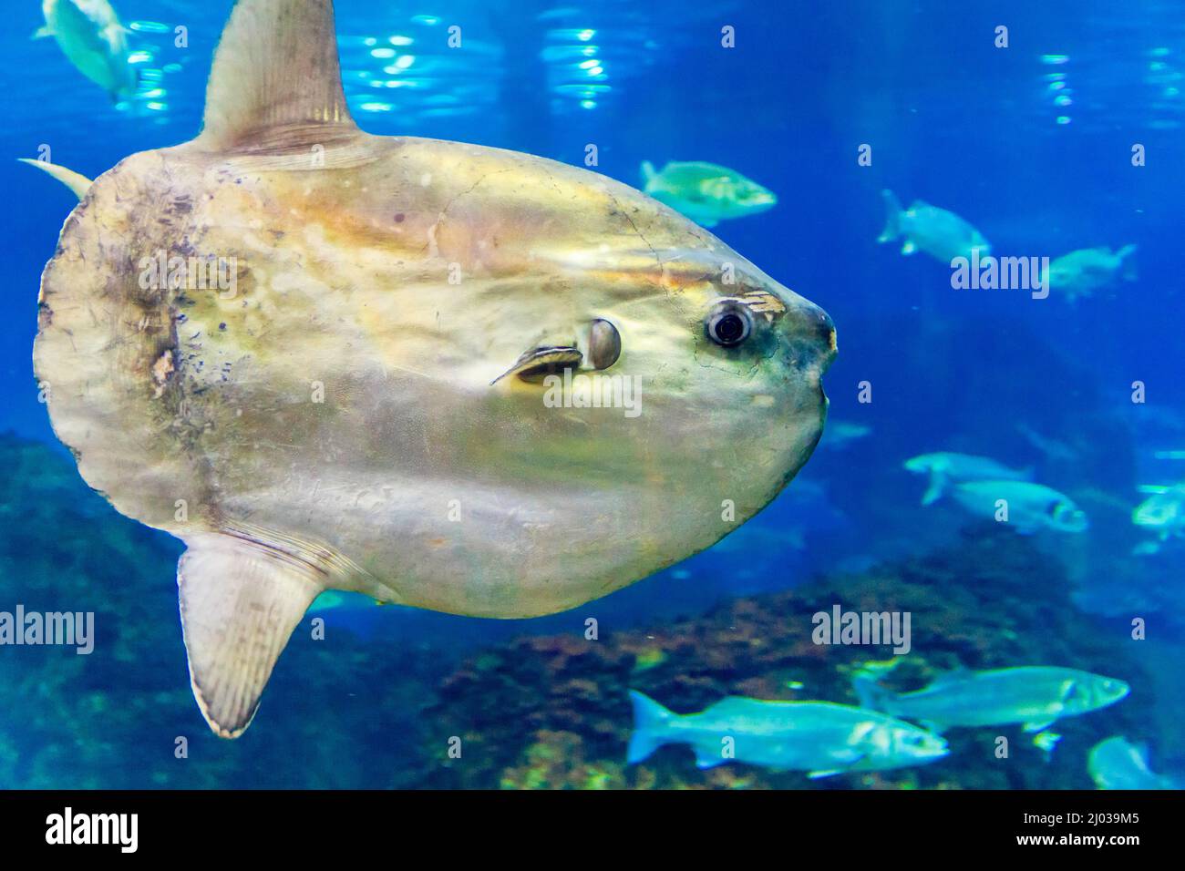 Zoology animals fish fish species hi-res stock photography and images ...