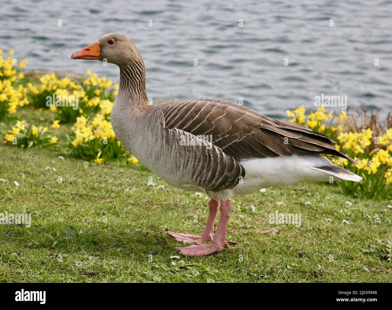 A Greylag Goose at the edge of the water Stock Photo - Alamy