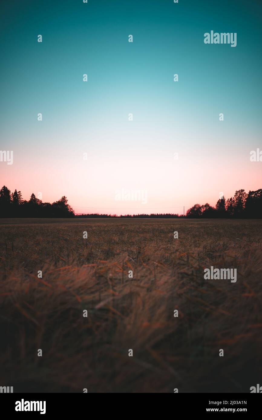 Big crop field during a sunset Stock Photo - Alamy