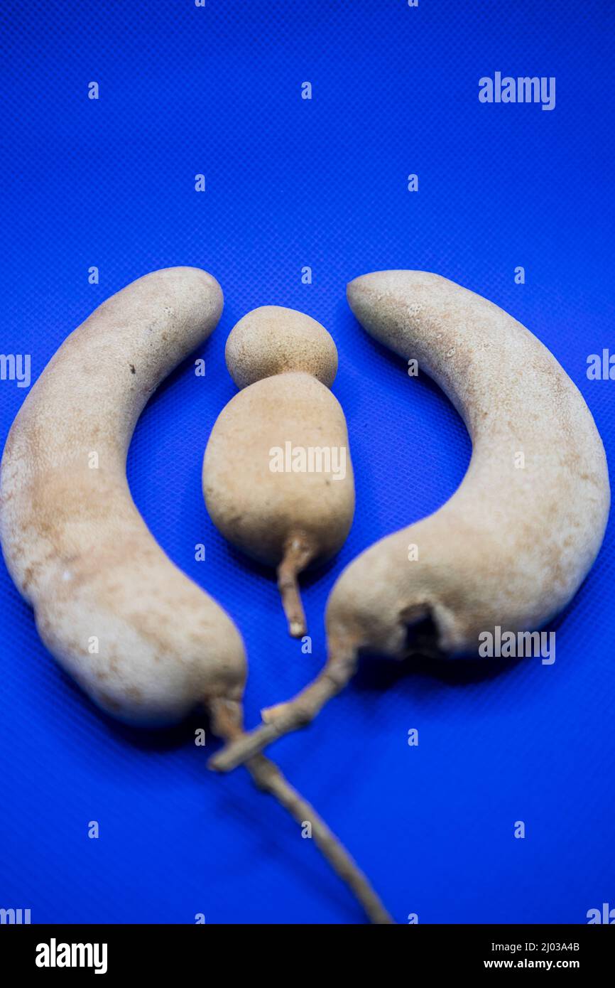 Three tamarind placed beautifully on blue background Stock Photo - Alamy