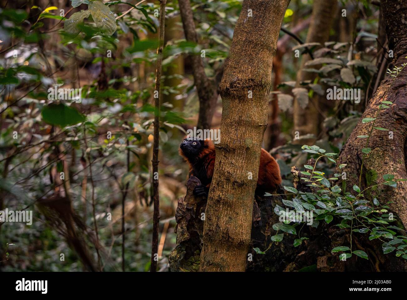 Fluffy orange Lemur in the tree at the zoo in Zurich, Switzerland with ...