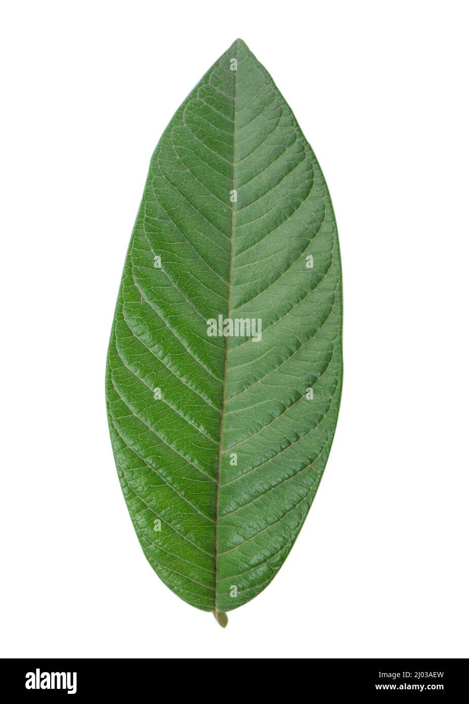 Green fresh mango leaves isolated on white background, beautiful vein ...