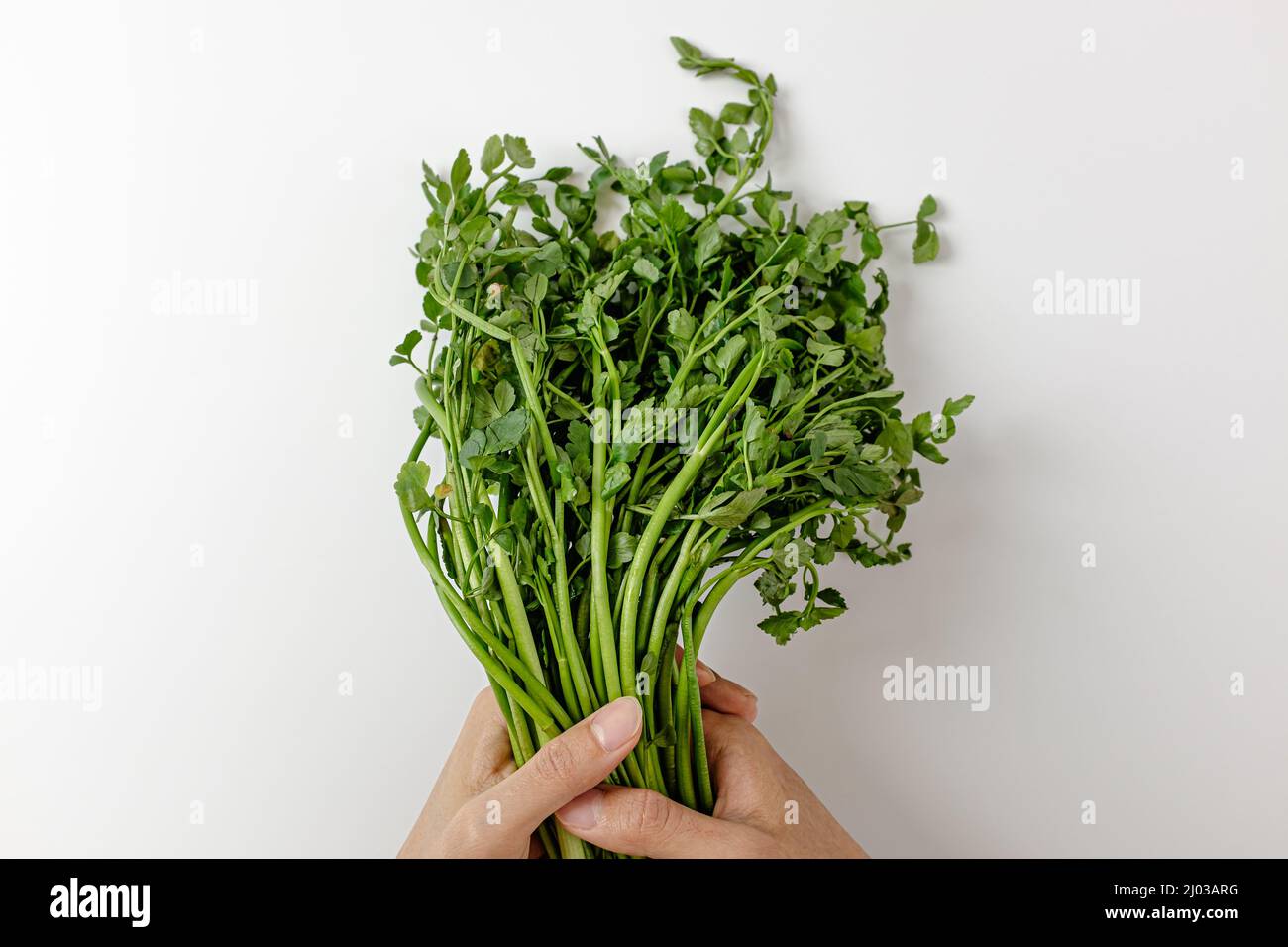 Water parsley hi-res stock photography and images - Alamy
