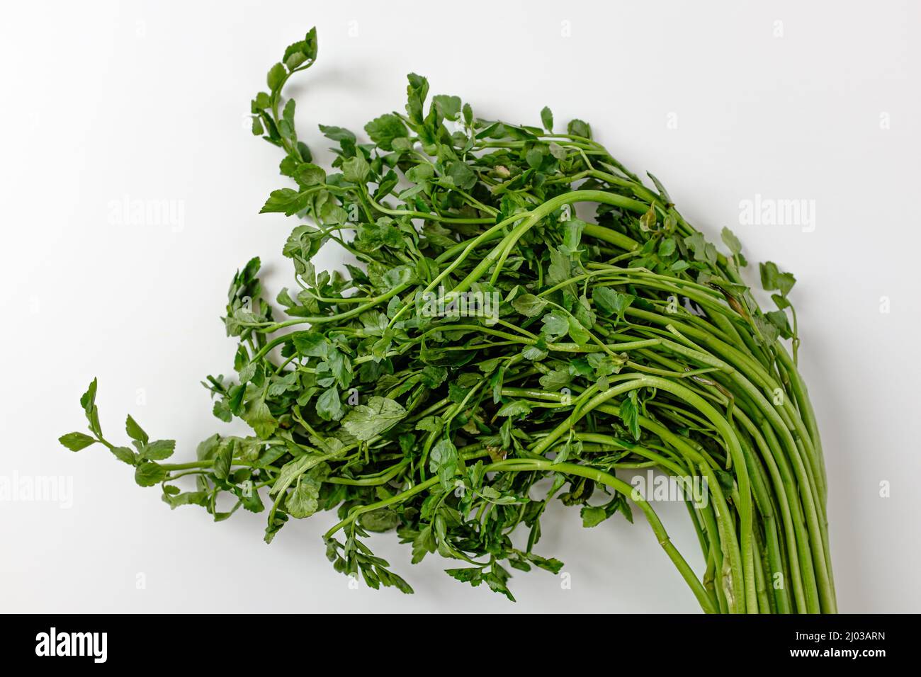 water parsley on white background Stock Photo - Alamy