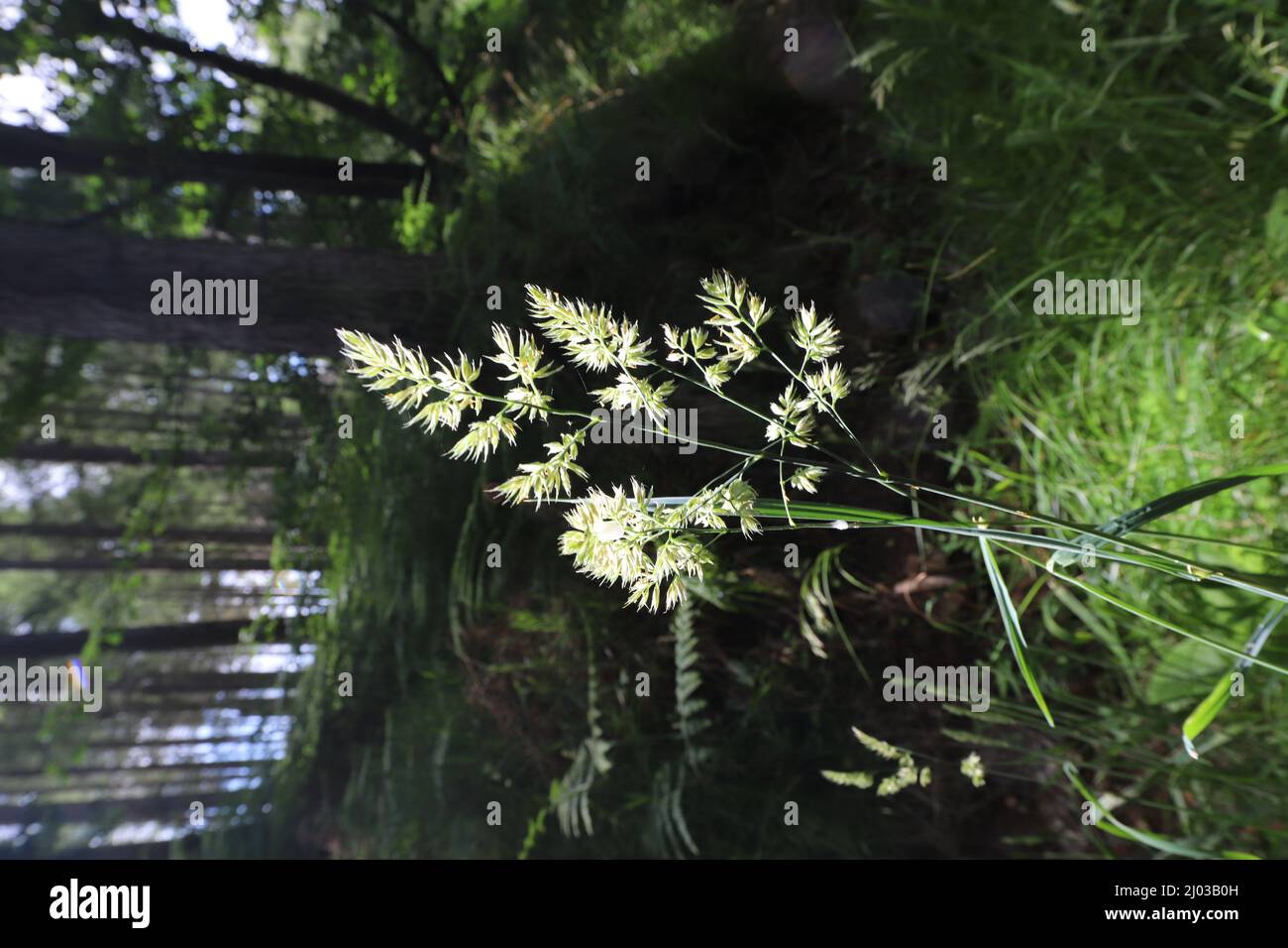 Distinctive fern hi-res stock photography and images - Alamy