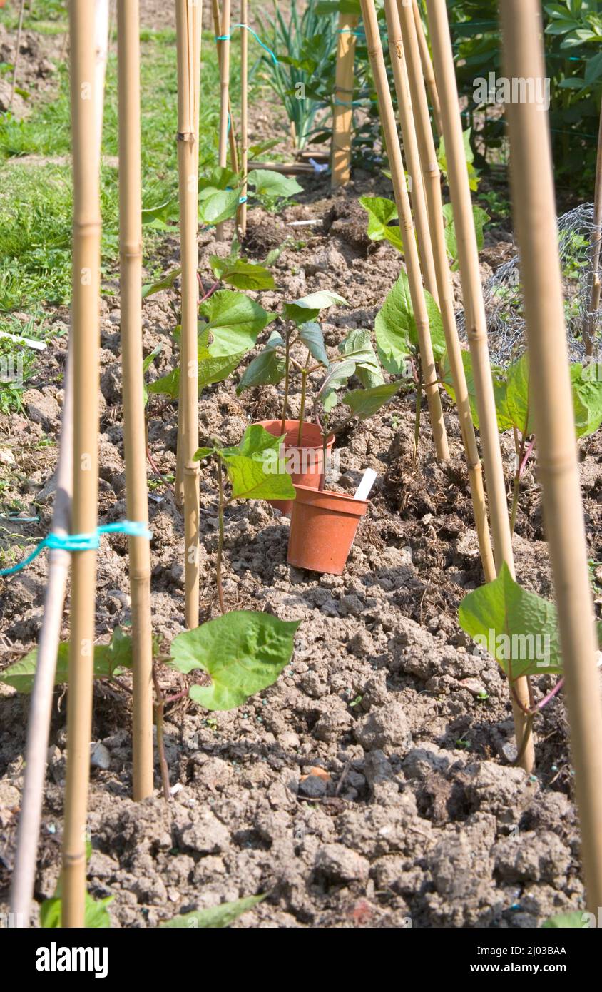 Bean poles hi-res stock photography and images - Alamy