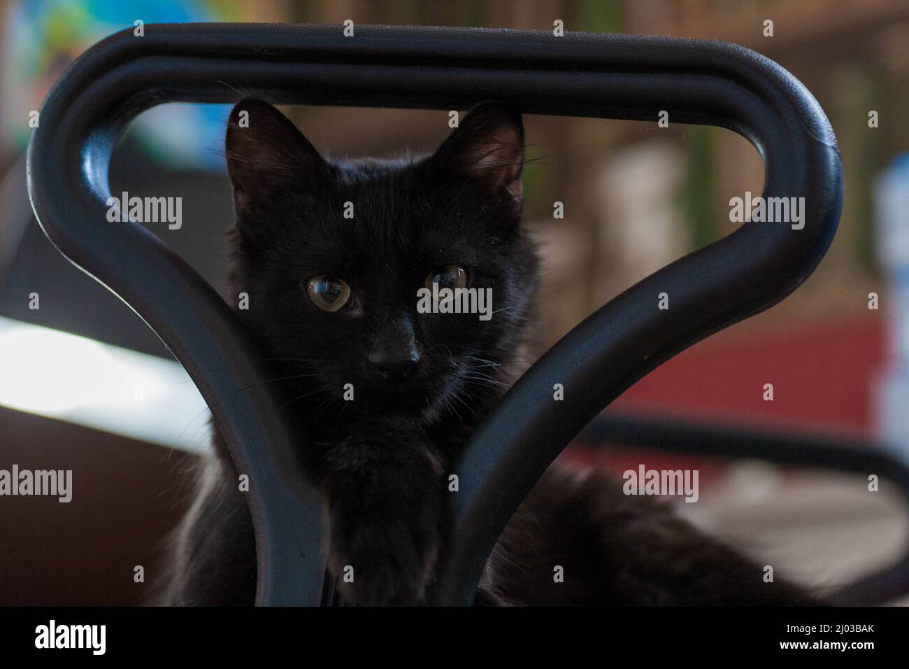 portrait of a cat with stripes laying on a ground, close-up, selective ...