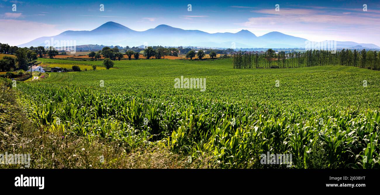 Maize growing under the Mourne Mountains near Seaforde, County Down ...