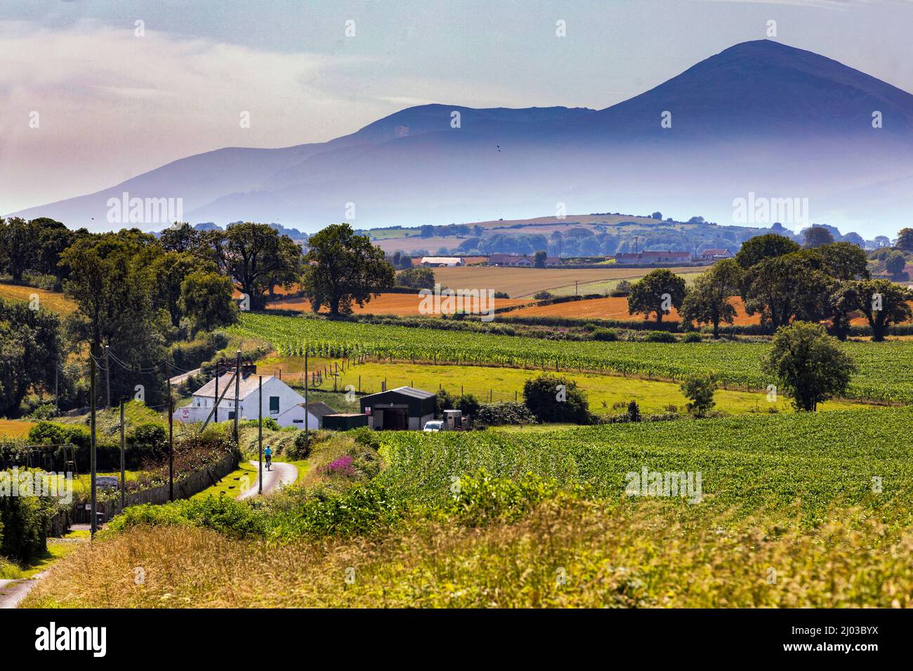 Maize growing under the Mourne Mountains near Seaforde, County Down ...