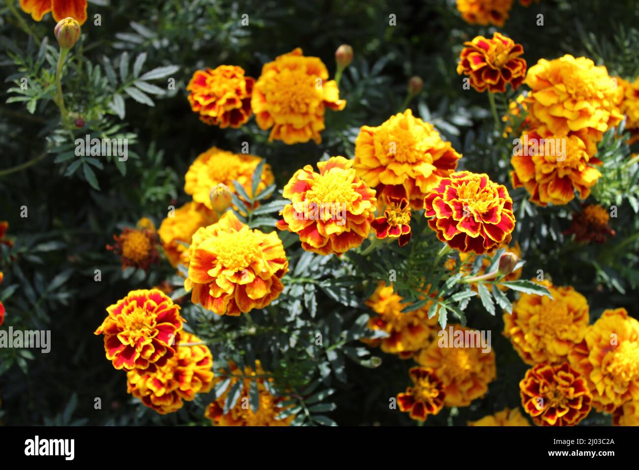 beautiful marigold in the garden Stock Photo - Alamy
