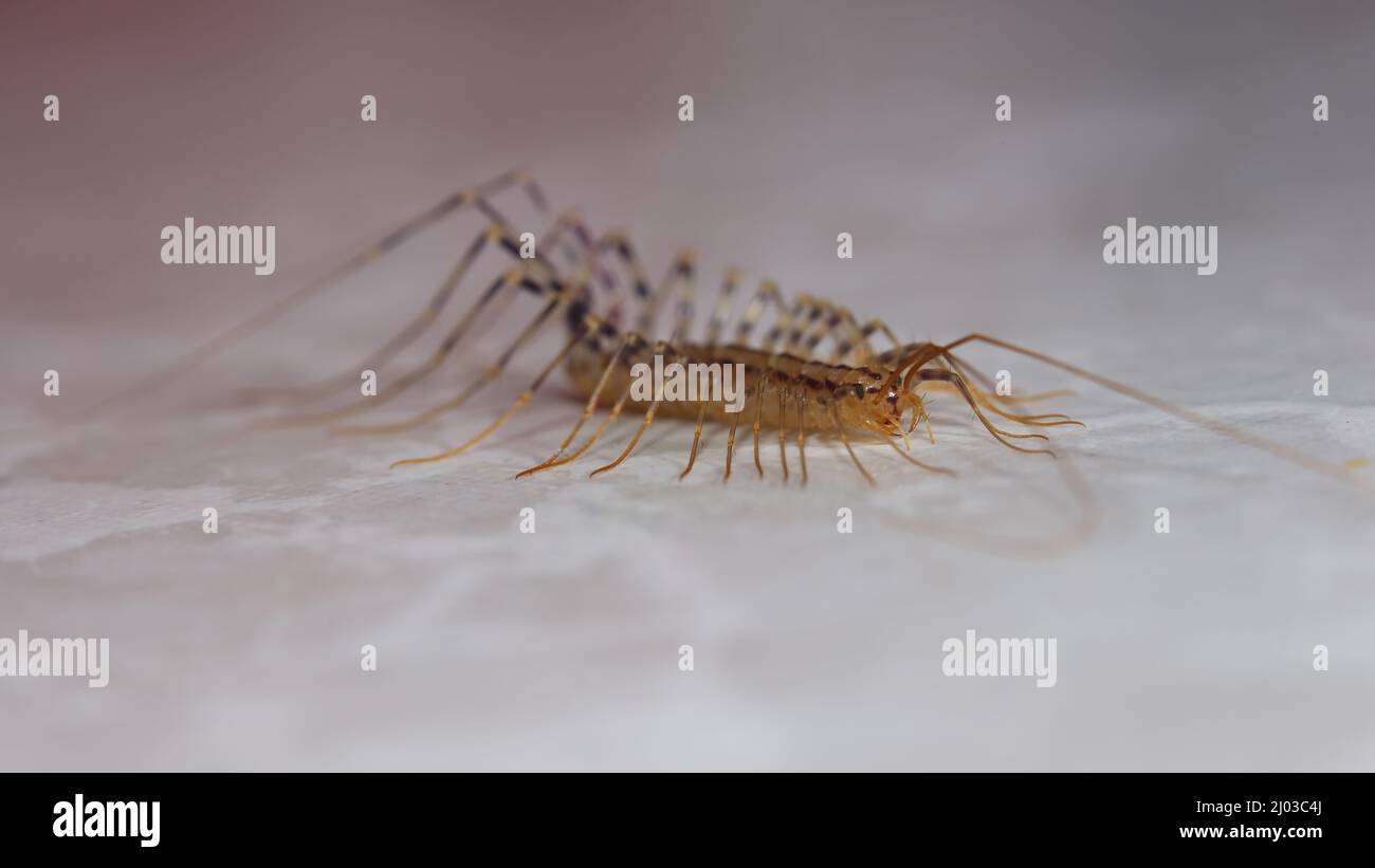 Scutigera coleoptrata, House Centipede Stock Photo - Alamy