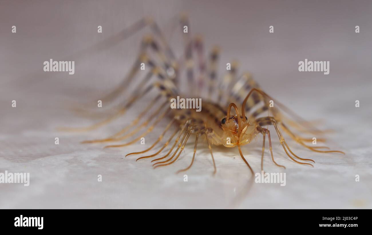 Scutigera coleoptrata, House Centipede Stock Photo - Alamy