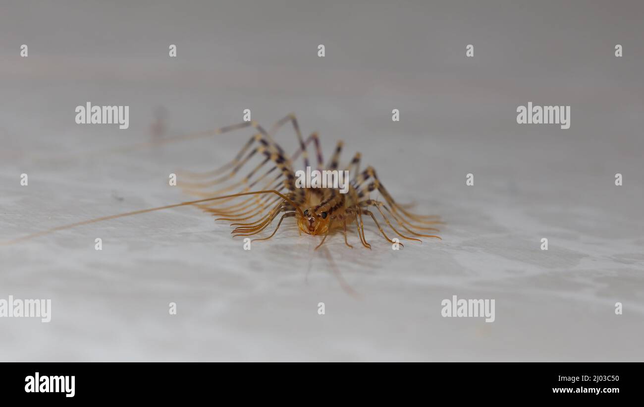 Scutigera coleoptrata, House Centipede Stock Photo - Alamy
