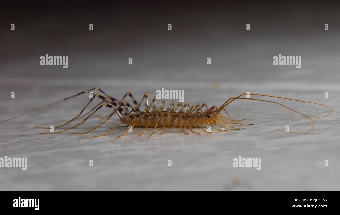 Scutigera coleoptrata, House Centipede Stock Photo - Alamy
