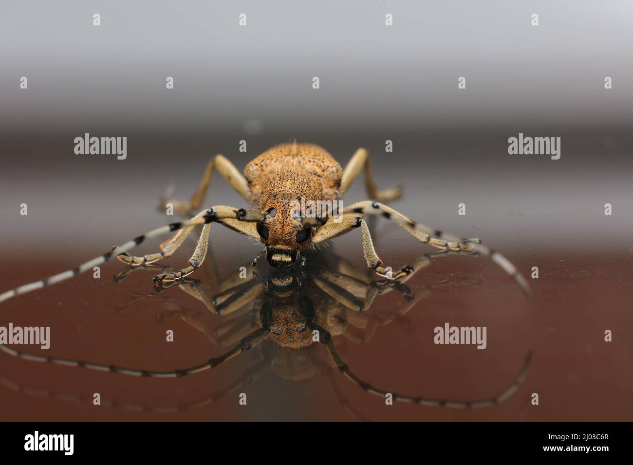 The Great Capricorn Beetle ,The longhorn beetle, Cerambyx cerdo Stock ...