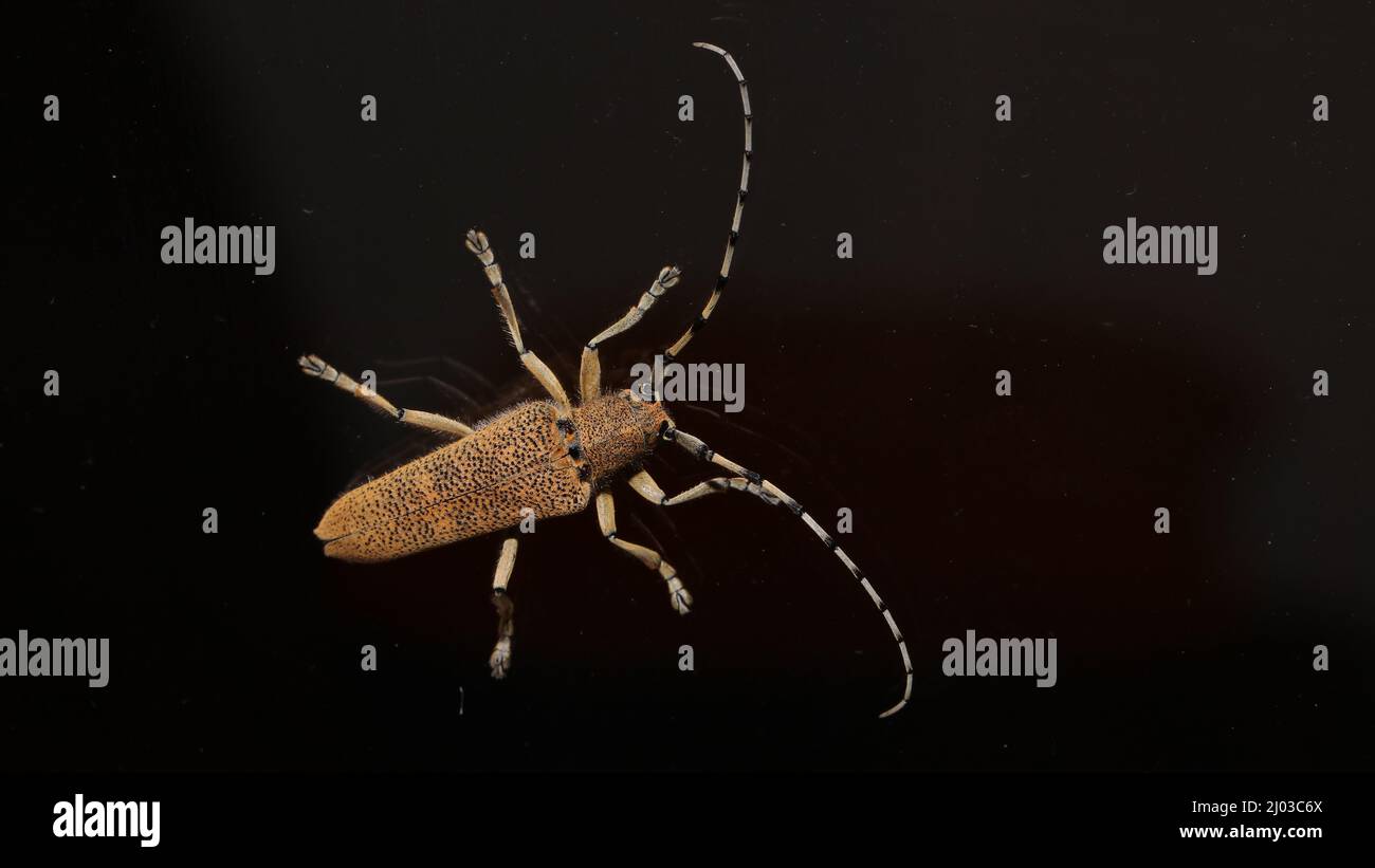 The Great Capricorn Beetle ,The longhorn beetle, Cerambyx cerdo Stock ...