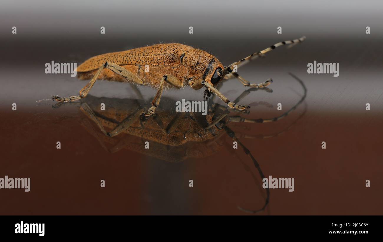 The Great Capricorn Beetle ,The longhorn beetle, Cerambyx cerdo Stock ...