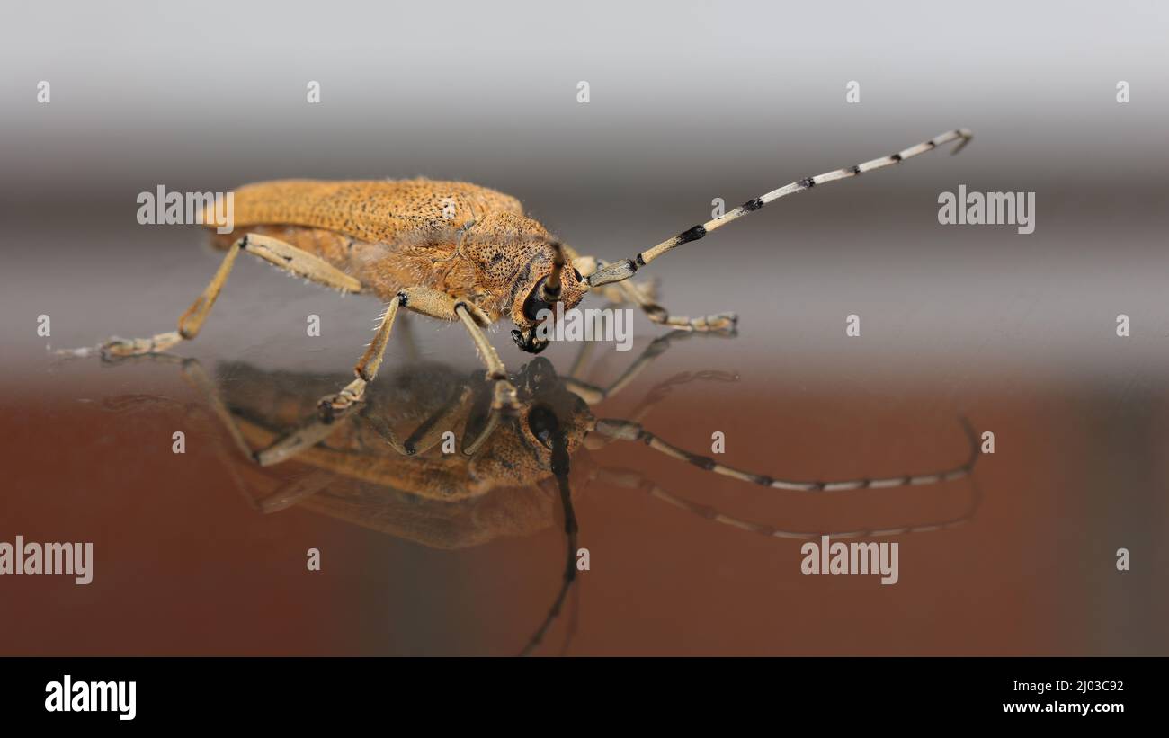 The Great Capricorn Beetle ,The longhorn beetle, Cerambyx cerdo Stock ...