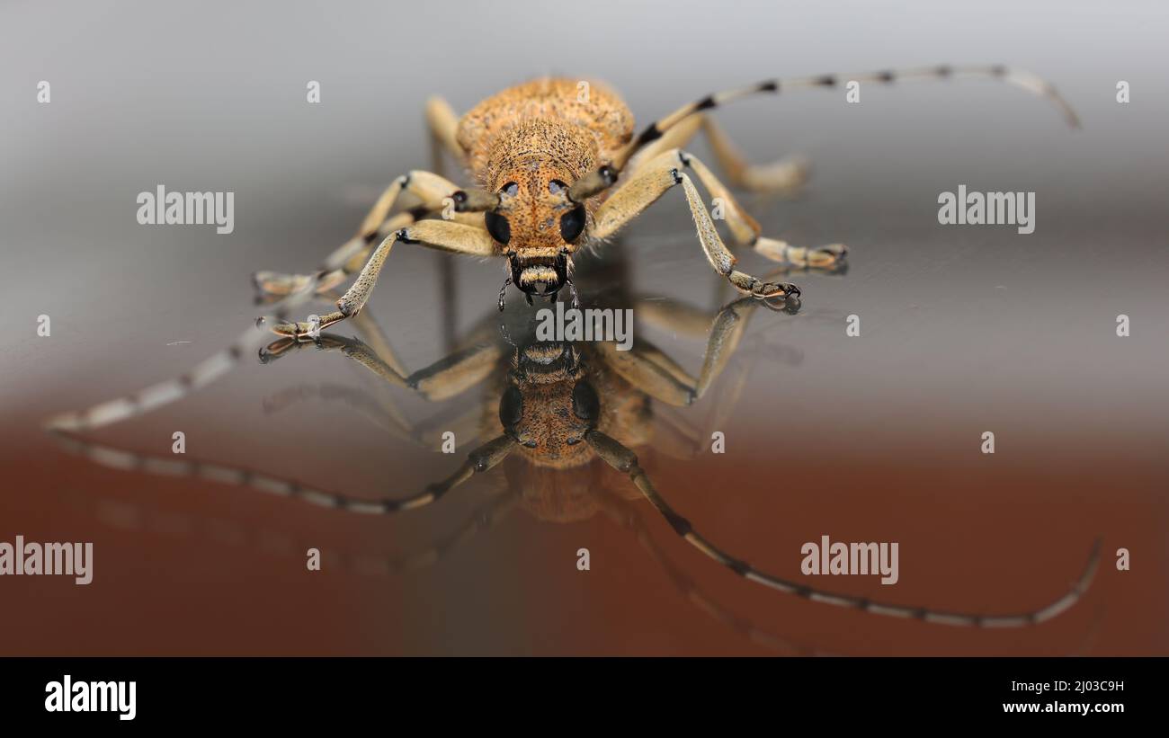 The Great Capricorn Beetle ,The longhorn beetle, Cerambyx cerdo Stock ...