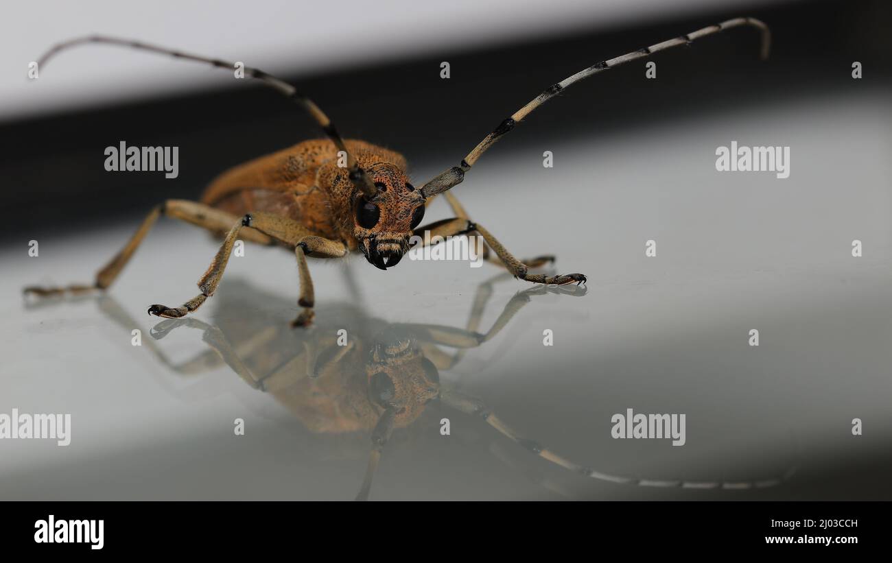 The Great Capricorn Beetle ,The longhorn beetle, Cerambyx cerdo Stock ...