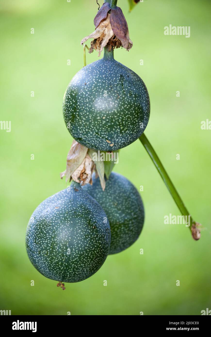 Passiflora ligularis, granadilla green Stock Photo - Alamy