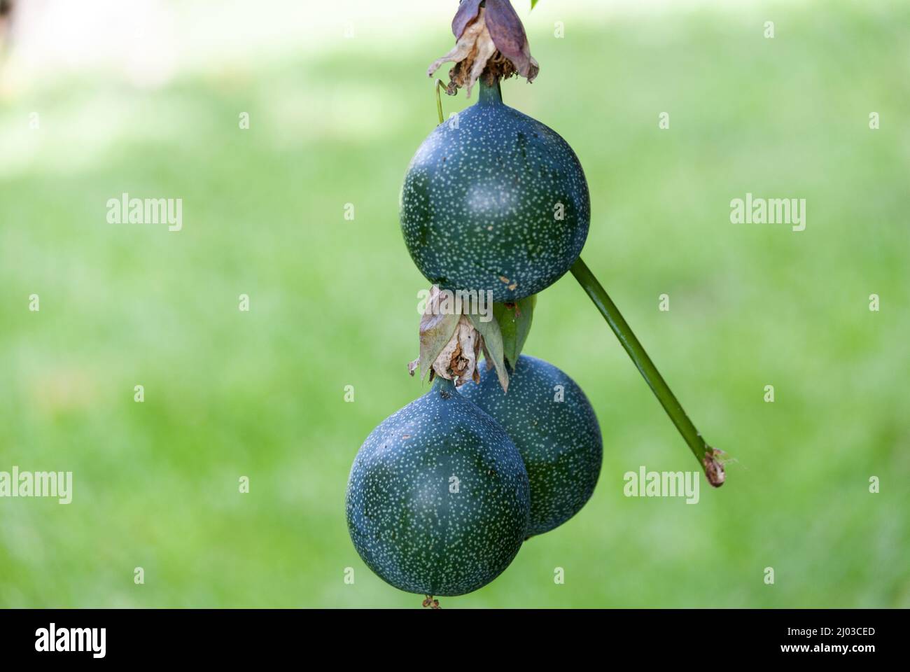 Passiflora ligularis, granadilla green Stock Photo - Alamy