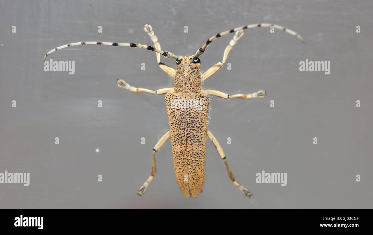 The Great Capricorn Beetle ,The longhorn beetle, Cerambyx cerdo Stock ...