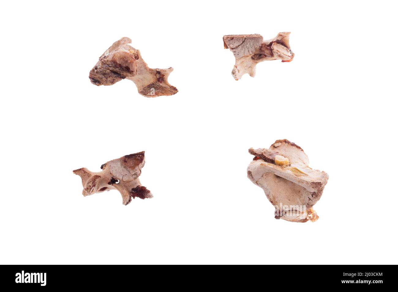 set of bones isolated on white background. High quality photo Stock ...