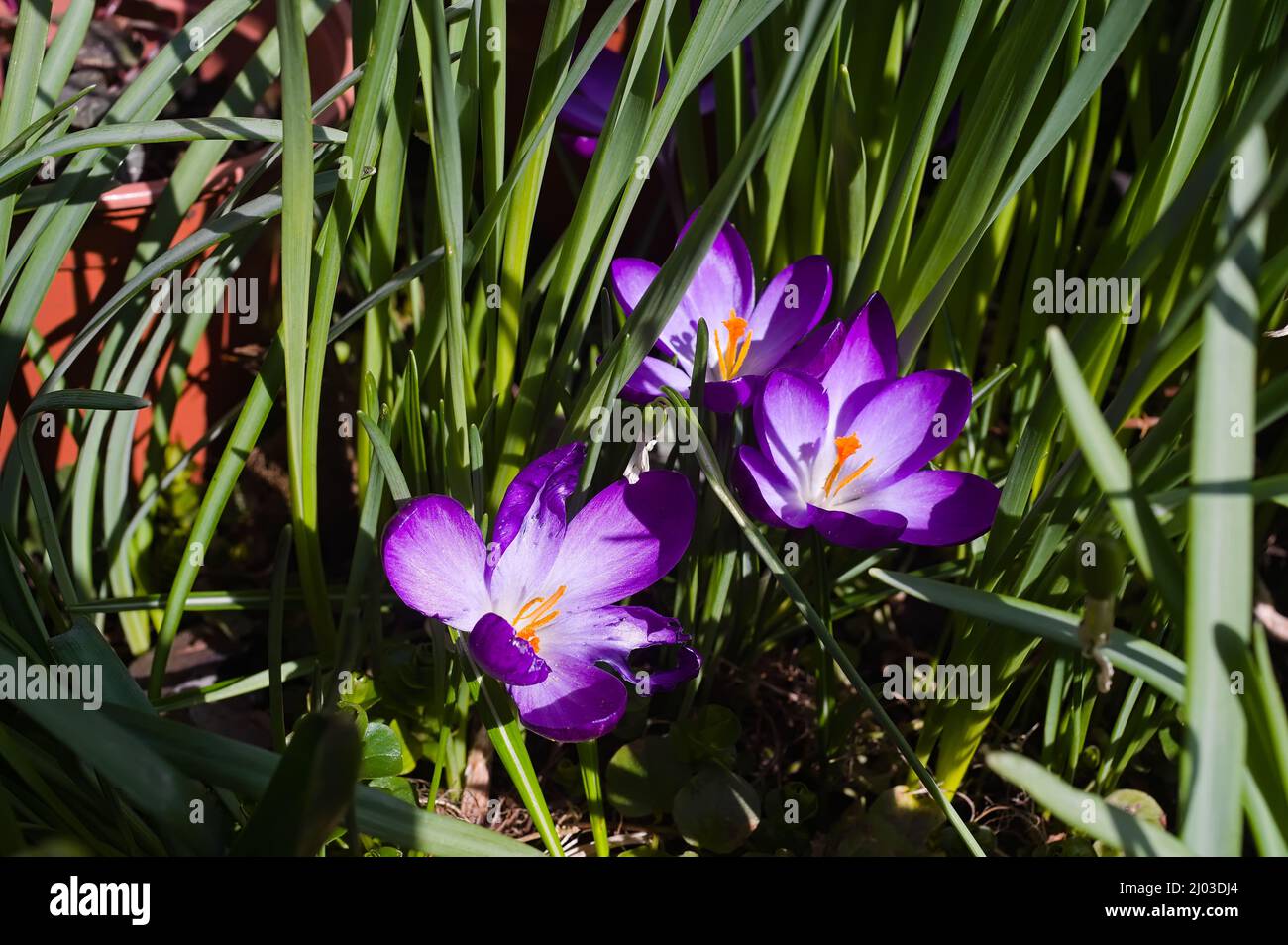 purple crocuses krōkəs in a flowerbed Stock Photo - Alamy
