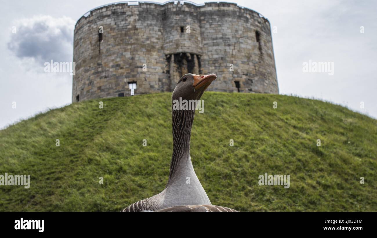 Goose wing building hi-res stock photography and images - Alamy