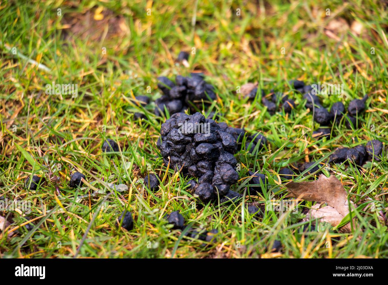 Sheep droppings hi-res stock photography and images - Alamy