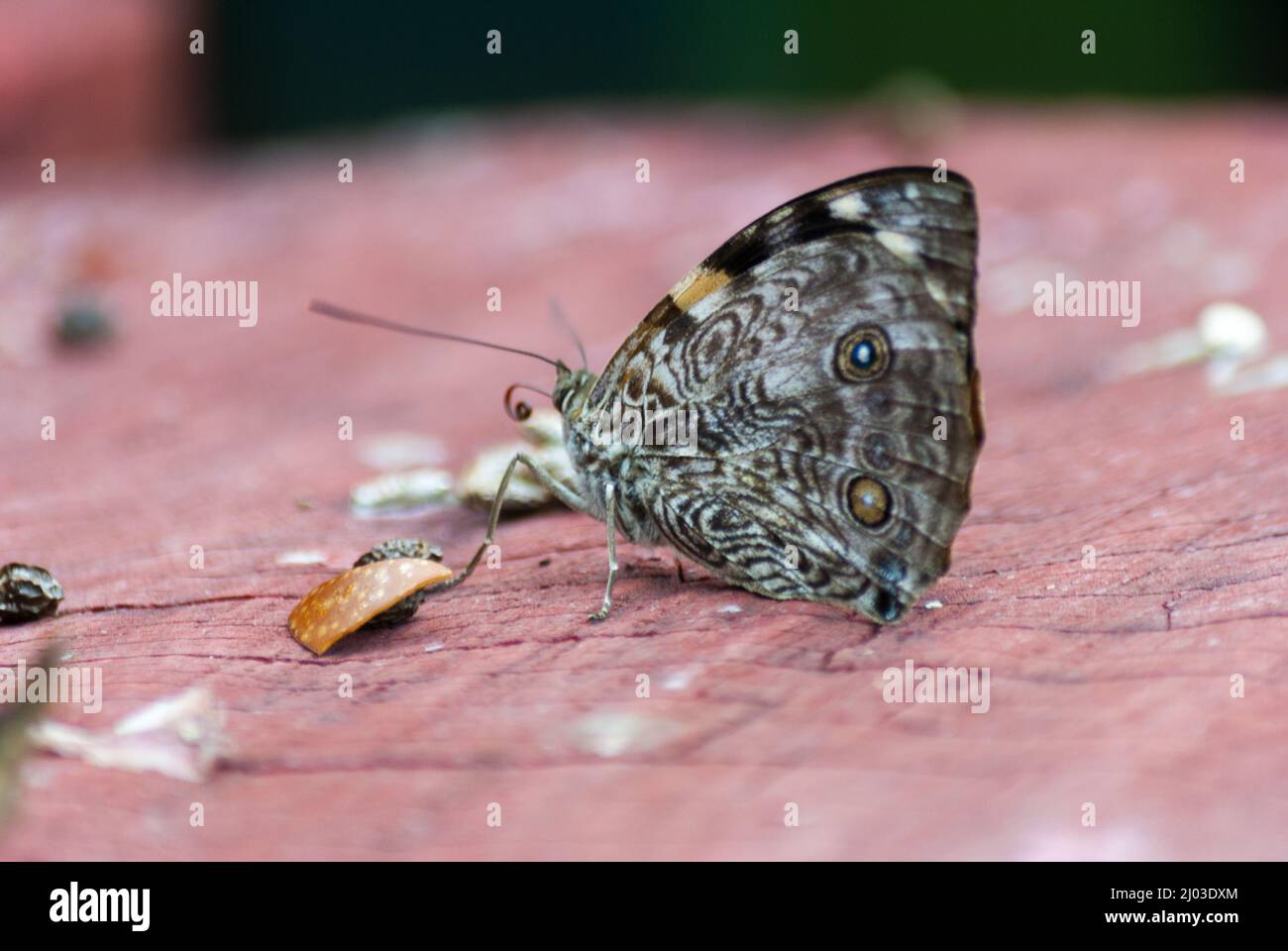 Moth with light brown and black color hi-res stock photography and ...