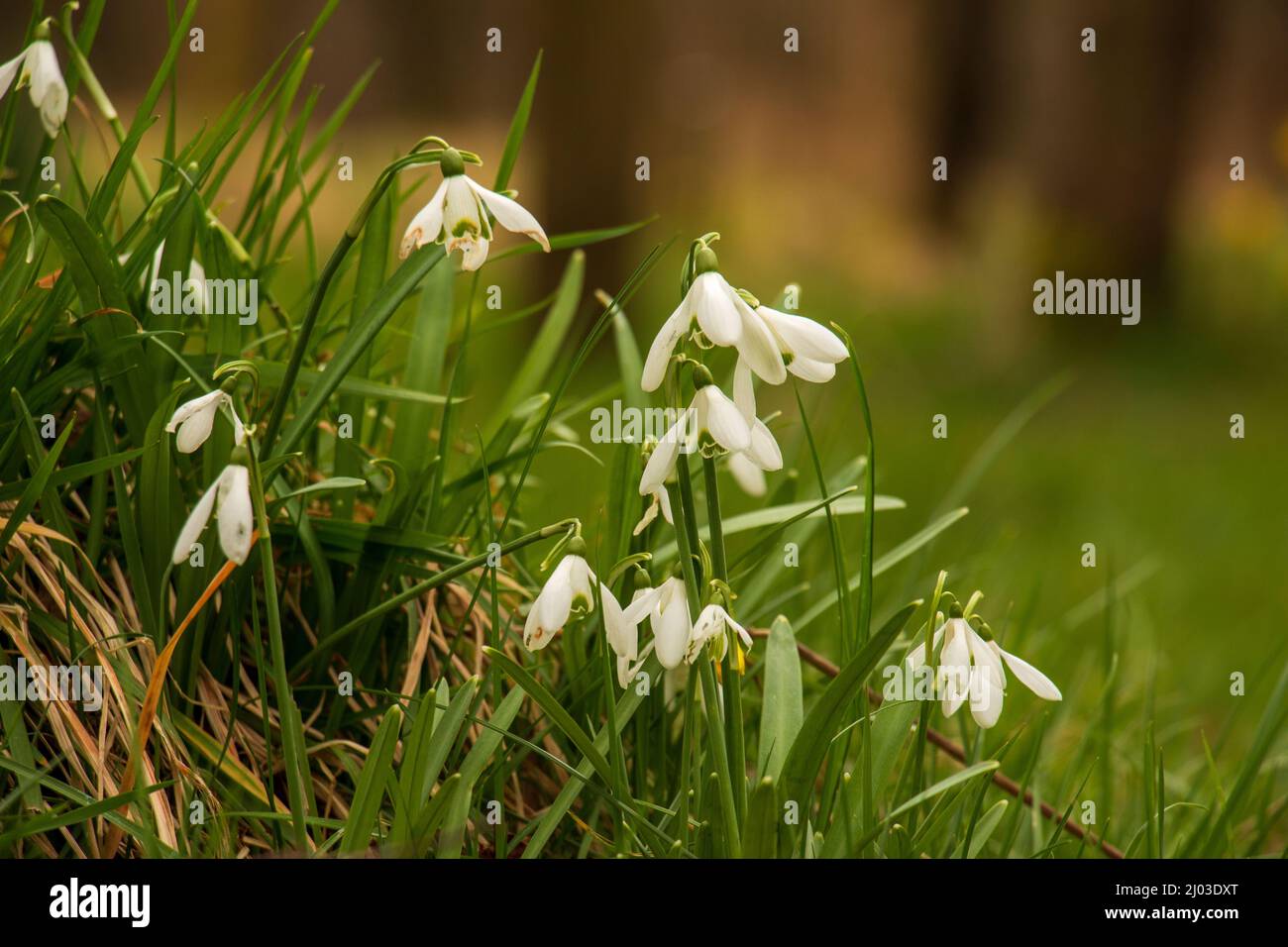 Drooping bell flower hi-res stock photography and images - Alamy